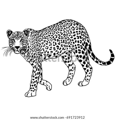 Leopard Vector Vector de stock691723912: Shutterstock