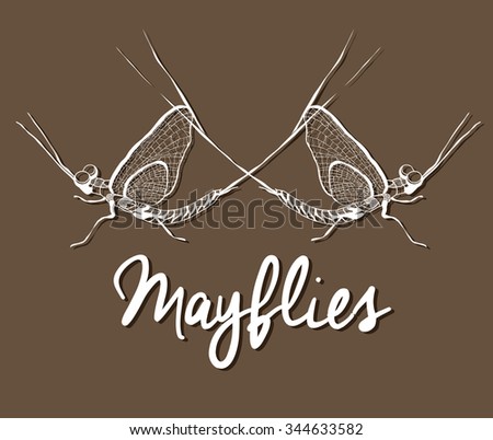 Mayfly Stock Vectors, Images & Vector Art | Shutterstock