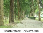 Tree Line Path Free Stock Photo - Public Domain Pictures
