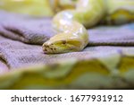 Coiled Python in reptile park image - Free stock photo - Public Domain ...